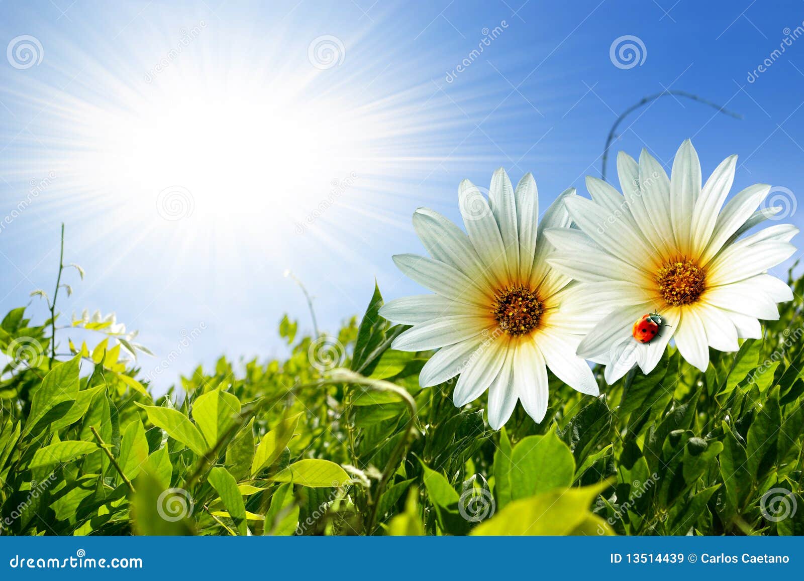 Spring Foliage stock image. Image of beautiful, botany - 13514439