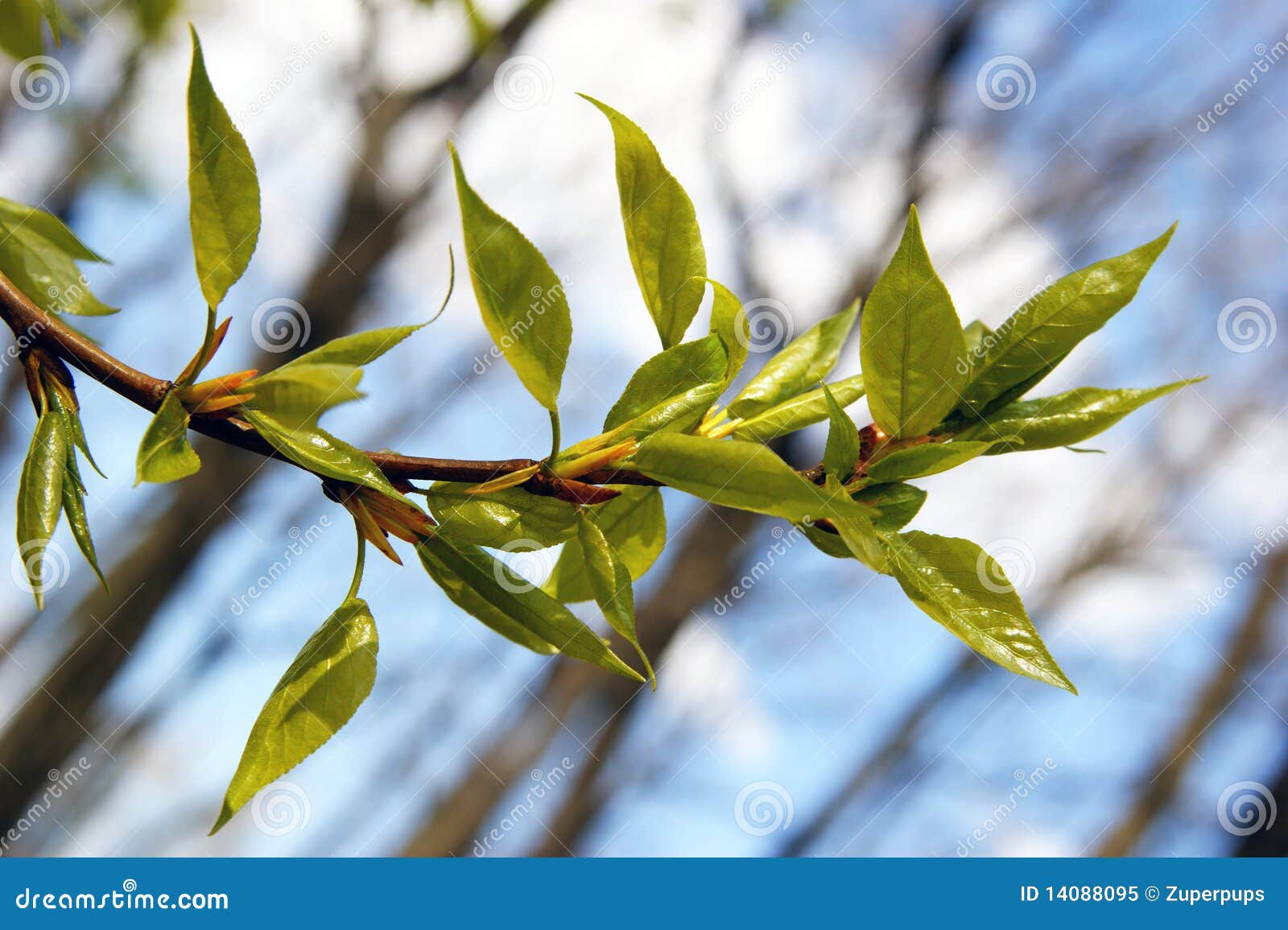 Spring foliage stock image. Image of park, garden, outdoor - 14088095