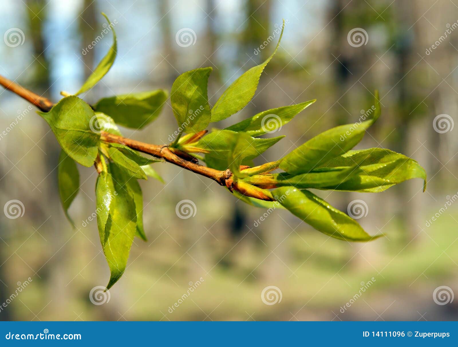 Spring foliage stock photo. Image of background, outdoors - 14111096