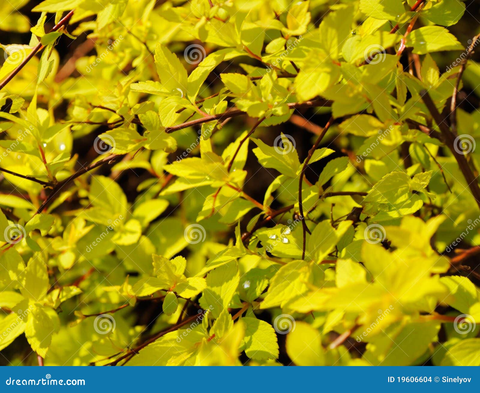 Spring foliage stock photo. Image of leaf, closeup, light - 19606604