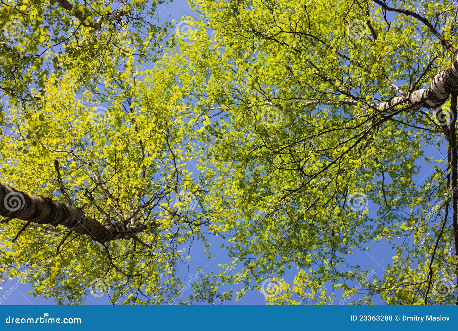 Spring foliage stock photo. Image of nature, forests - 23363288