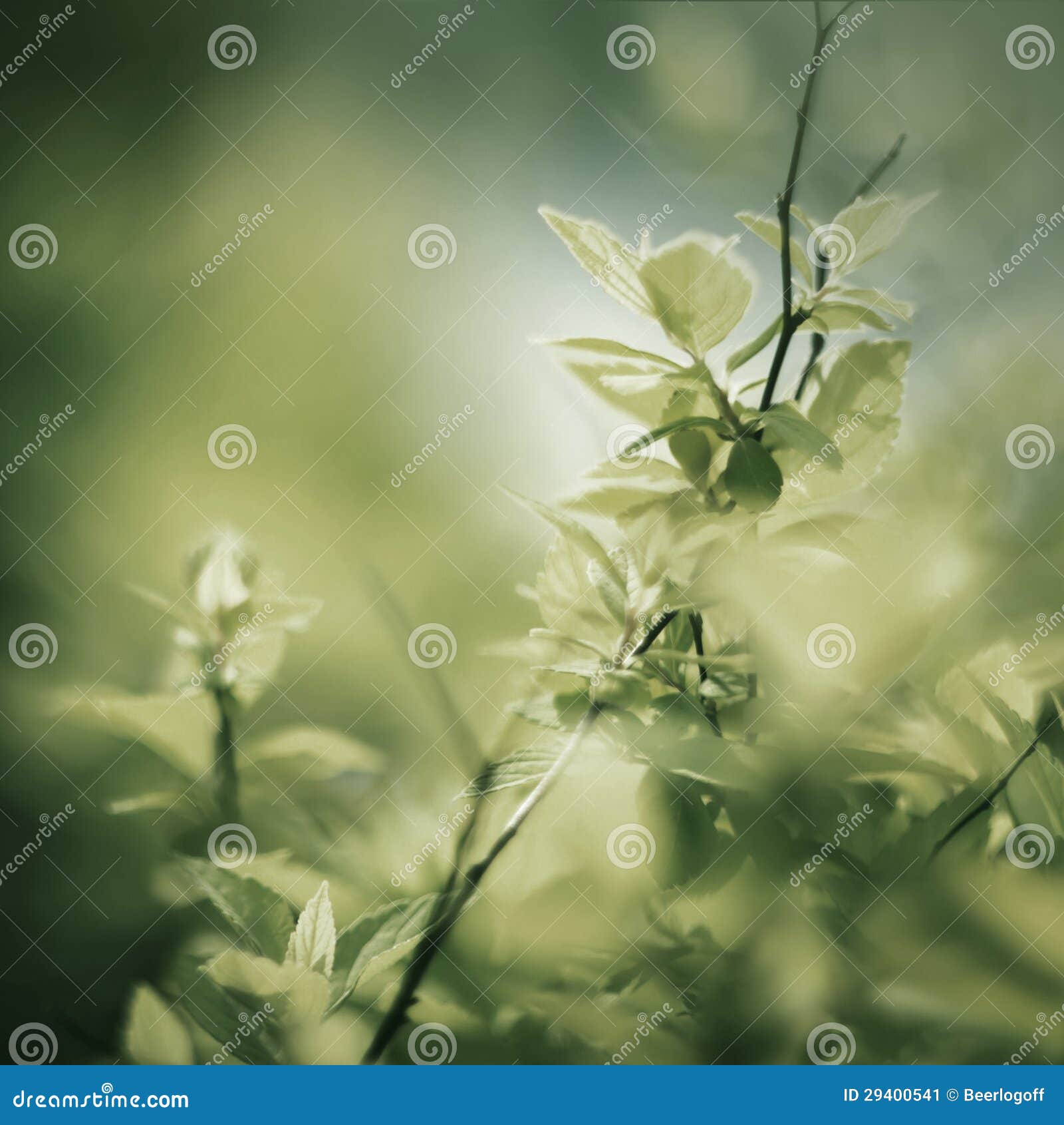 Spring foliage stock image. Image of macro, abstract - 29400541