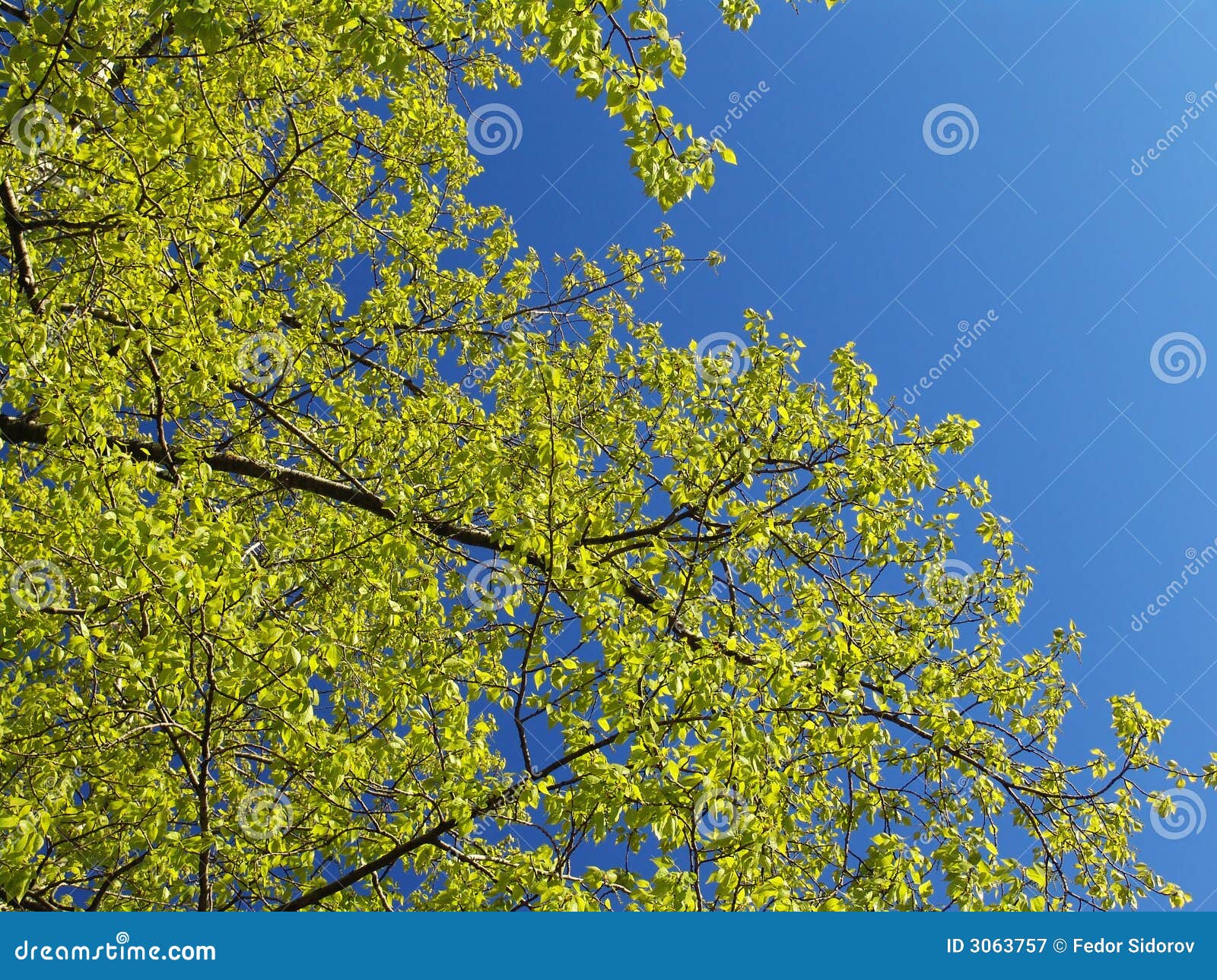 Spring foliage stock image. Image of branches, life, botany - 3063757