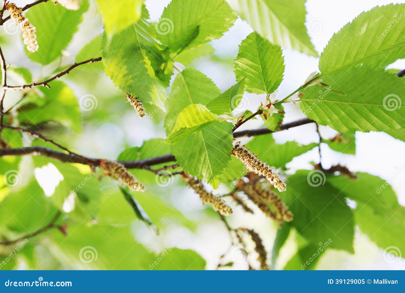 Spring foliage on alder stock image. Image of betulus - 39129005