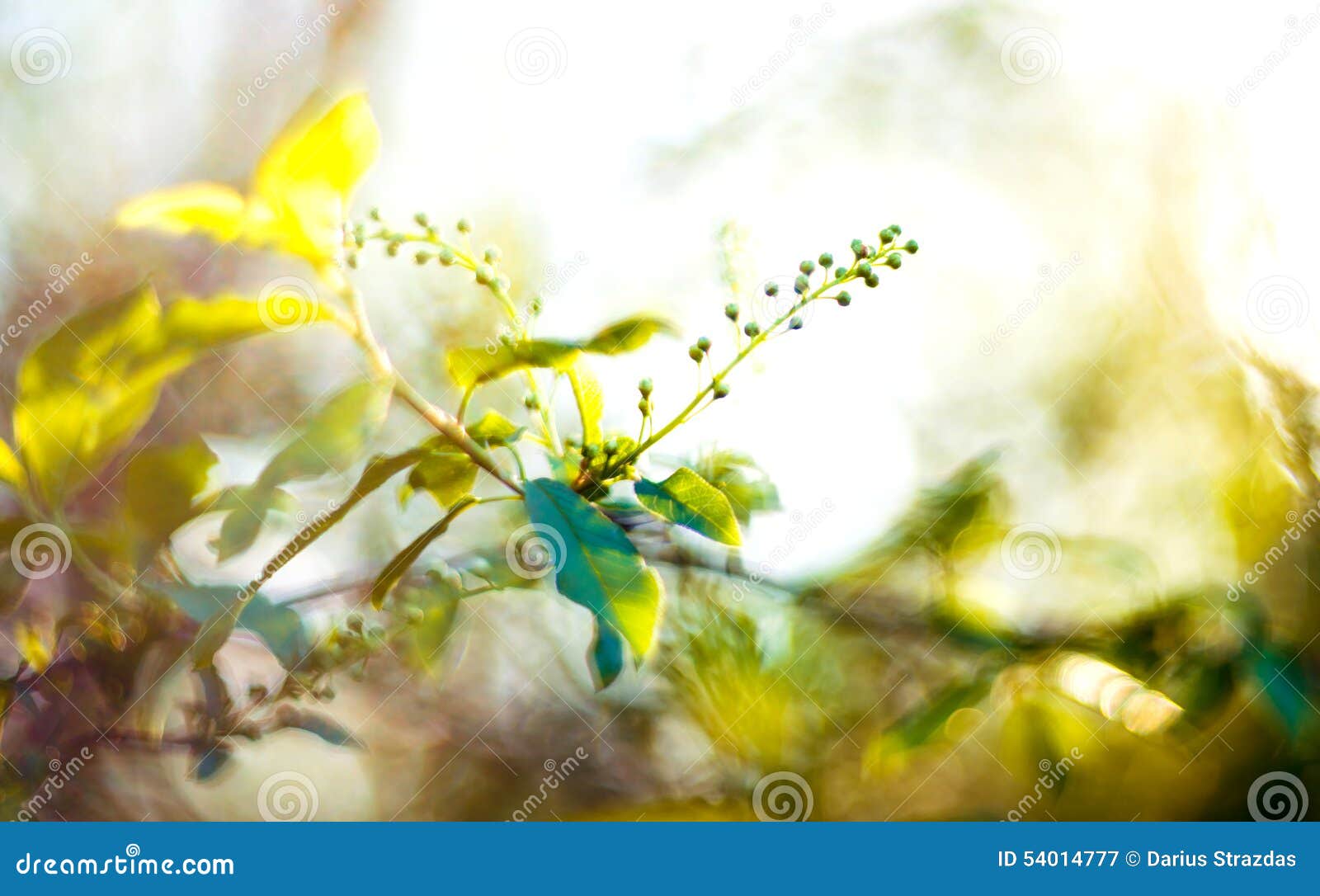 Spring foliage background stock image. Image of color - 54014777