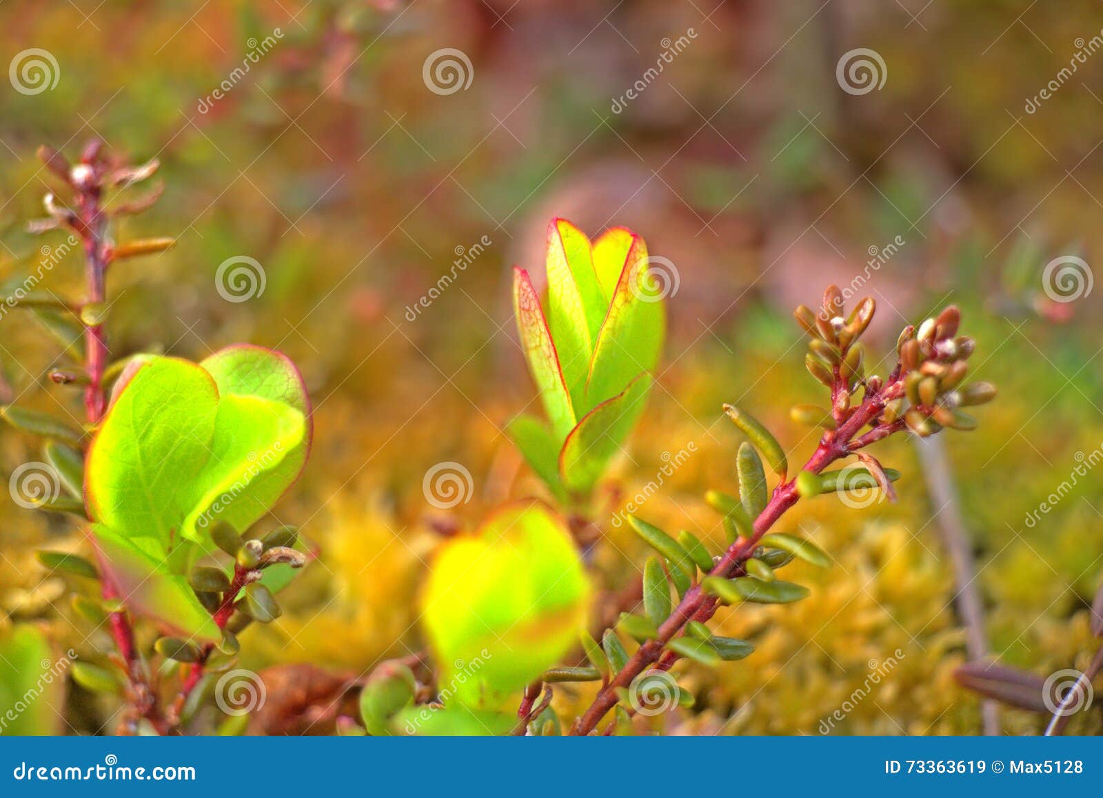 Spring Foliage on Birch Trees Polar Macro Stock Image - Image of mood ...
