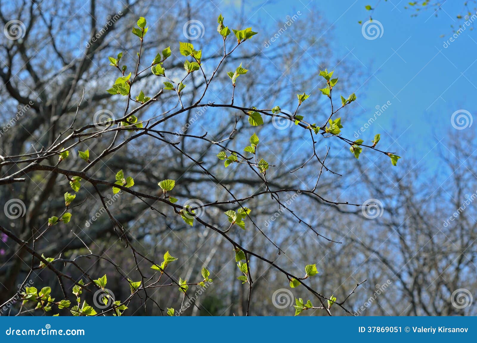 Spring foliage stock image. Image of details, tree, blue - 37869051