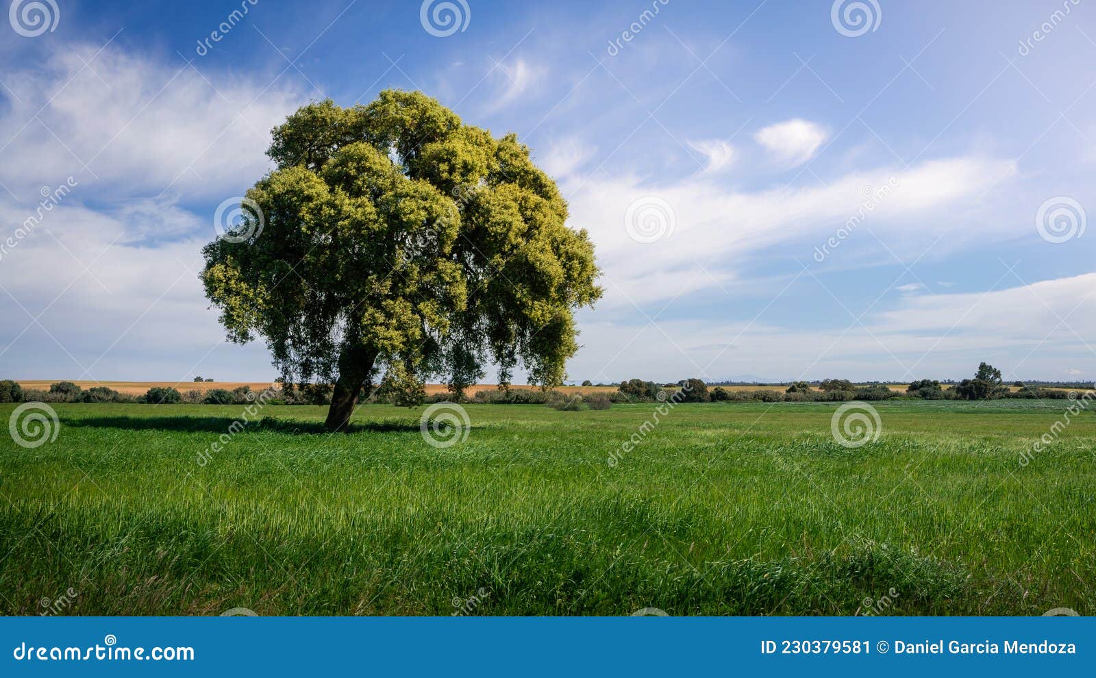 Spring Foliage of Common and Oak Tree with Blue Sky Background in Field ...