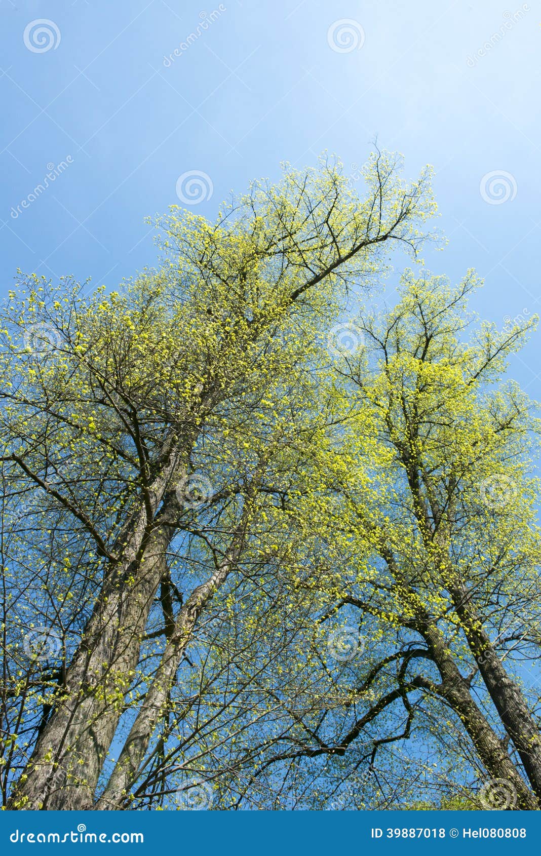 Spring Foliage, Fresh Green Leaves in Spring Stock Photo - Image of ...