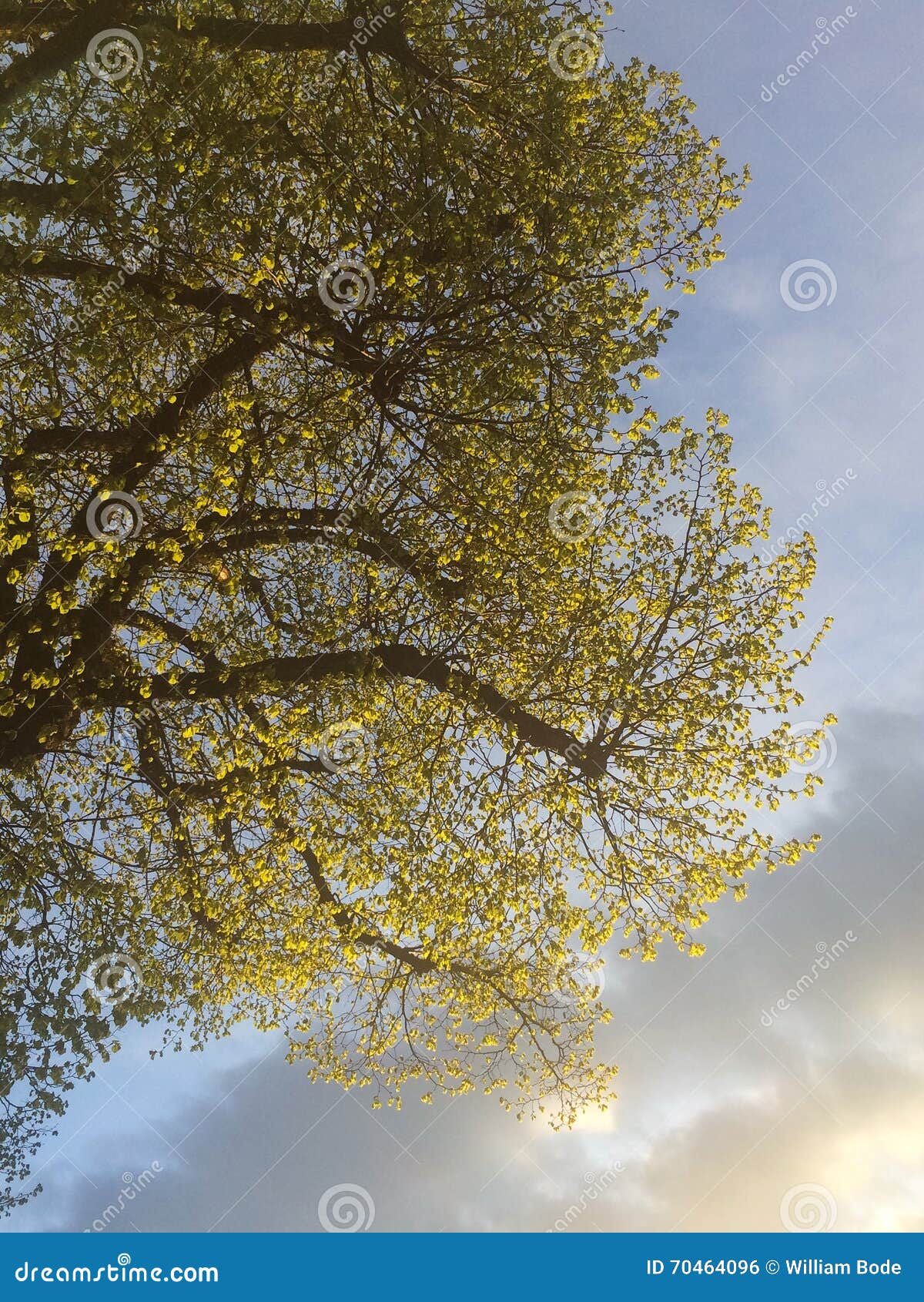 Spring Foliage Lit by Setting Sun Stock Photo - Image of yellow, large ...