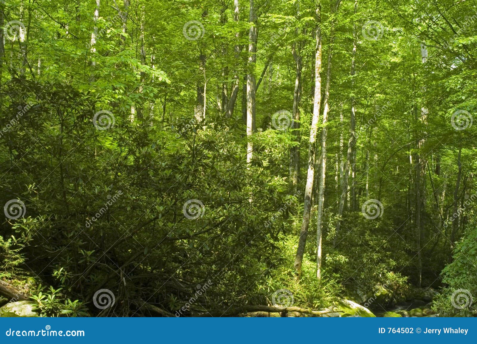 Spring Foliage, Smokies stock photo. Image of scenic, foliage - 764502