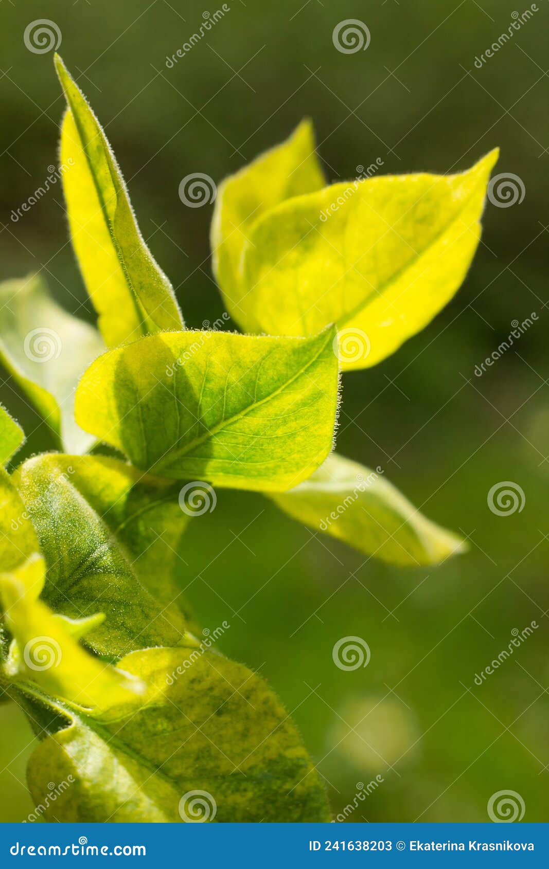 Spring Foliage on a Sunny Day. Vertical Background with Foliage in the ...