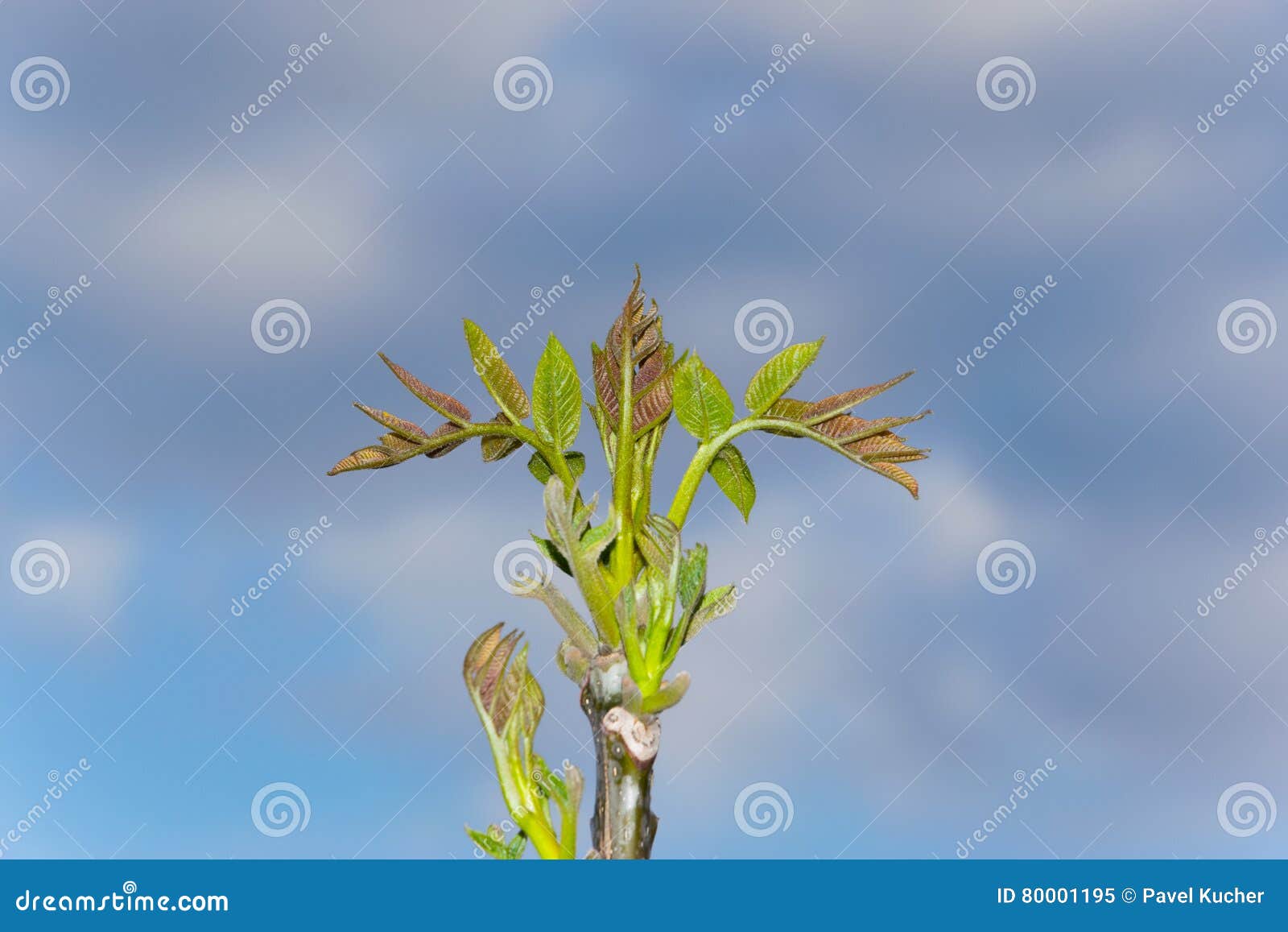 Spring foliage stock image. Image of evolution, growing - 80001195