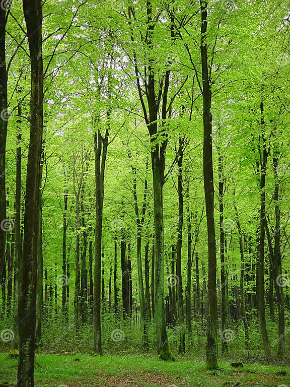 Spring forest stock image. Image of silence, fresh, early - 4971