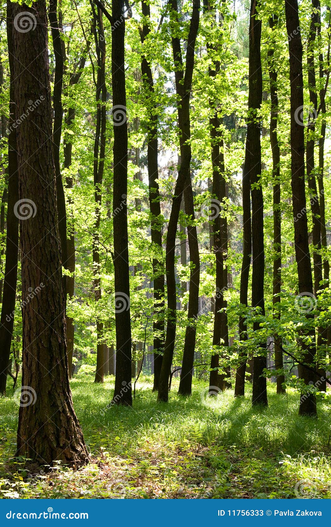 Spring forest stock image. Image of grow, fresh, tall - 11756333