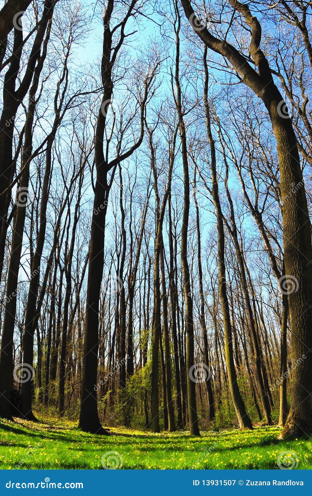 Spring forest stock image. Image of grow, magic, beautiful - 13931507