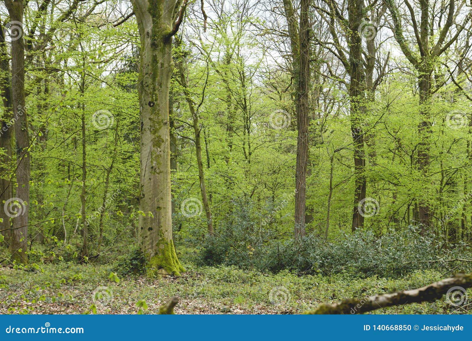Spring in a forest stock photo. Image of vegetation - 140668850