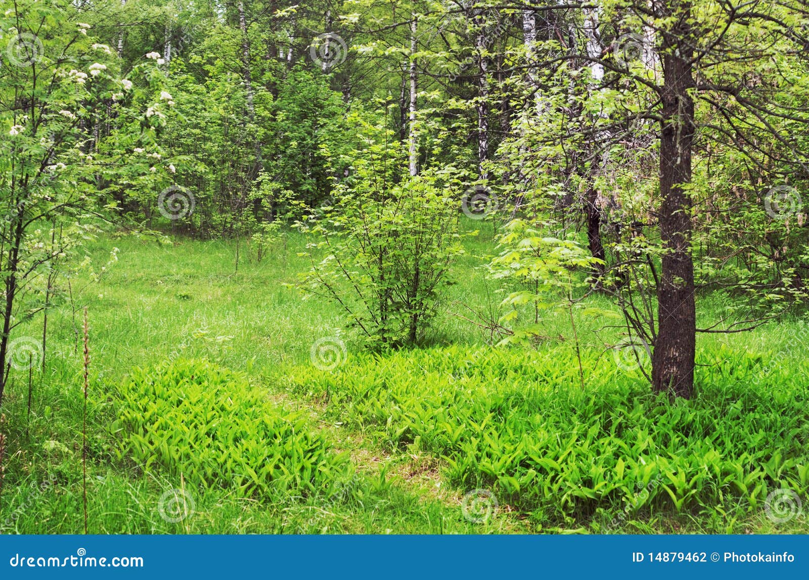 Spring forest stock photo. Image of view, relaxation - 14879462