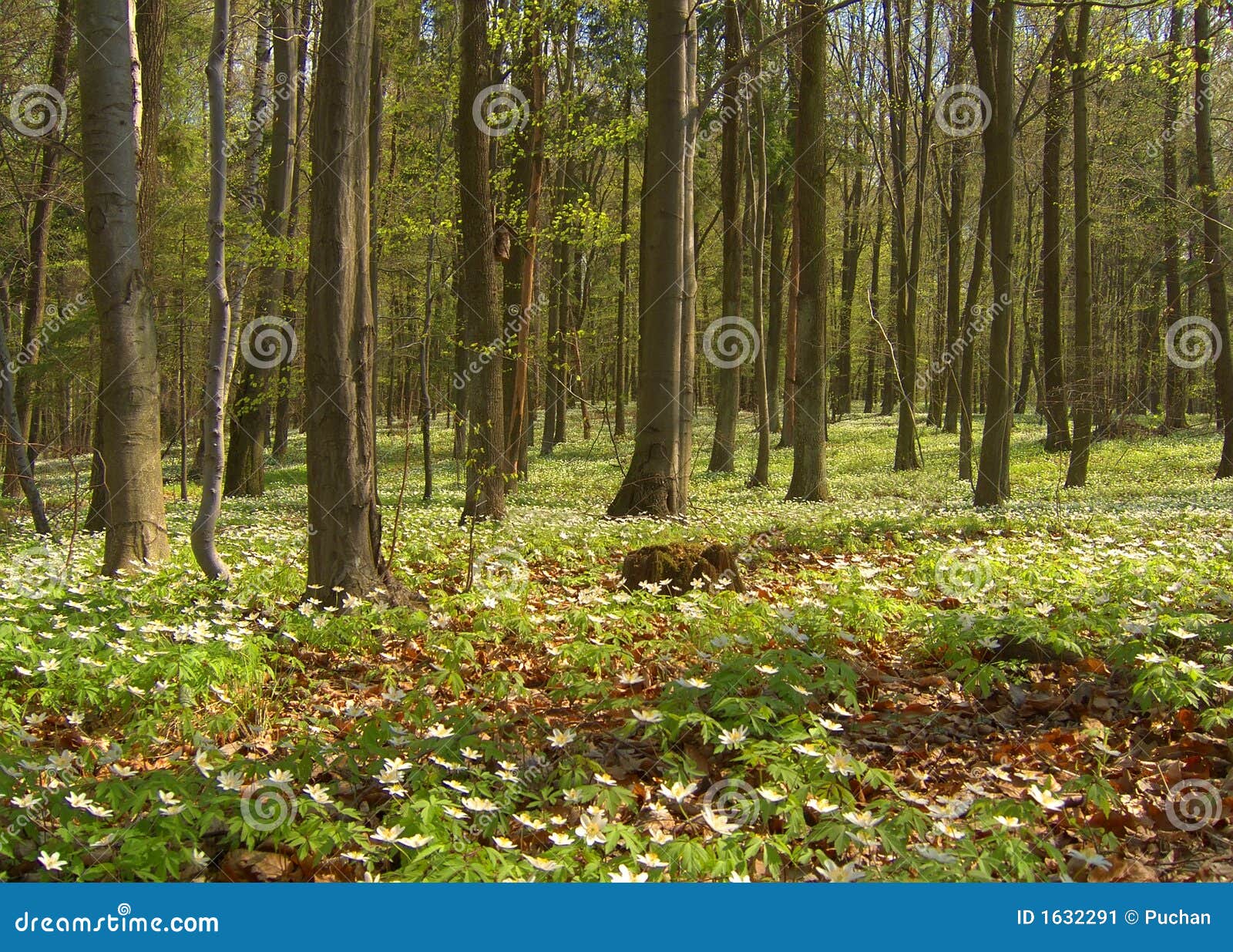 Spring forest stock image. Image of plants, flowers, nature - 1632291