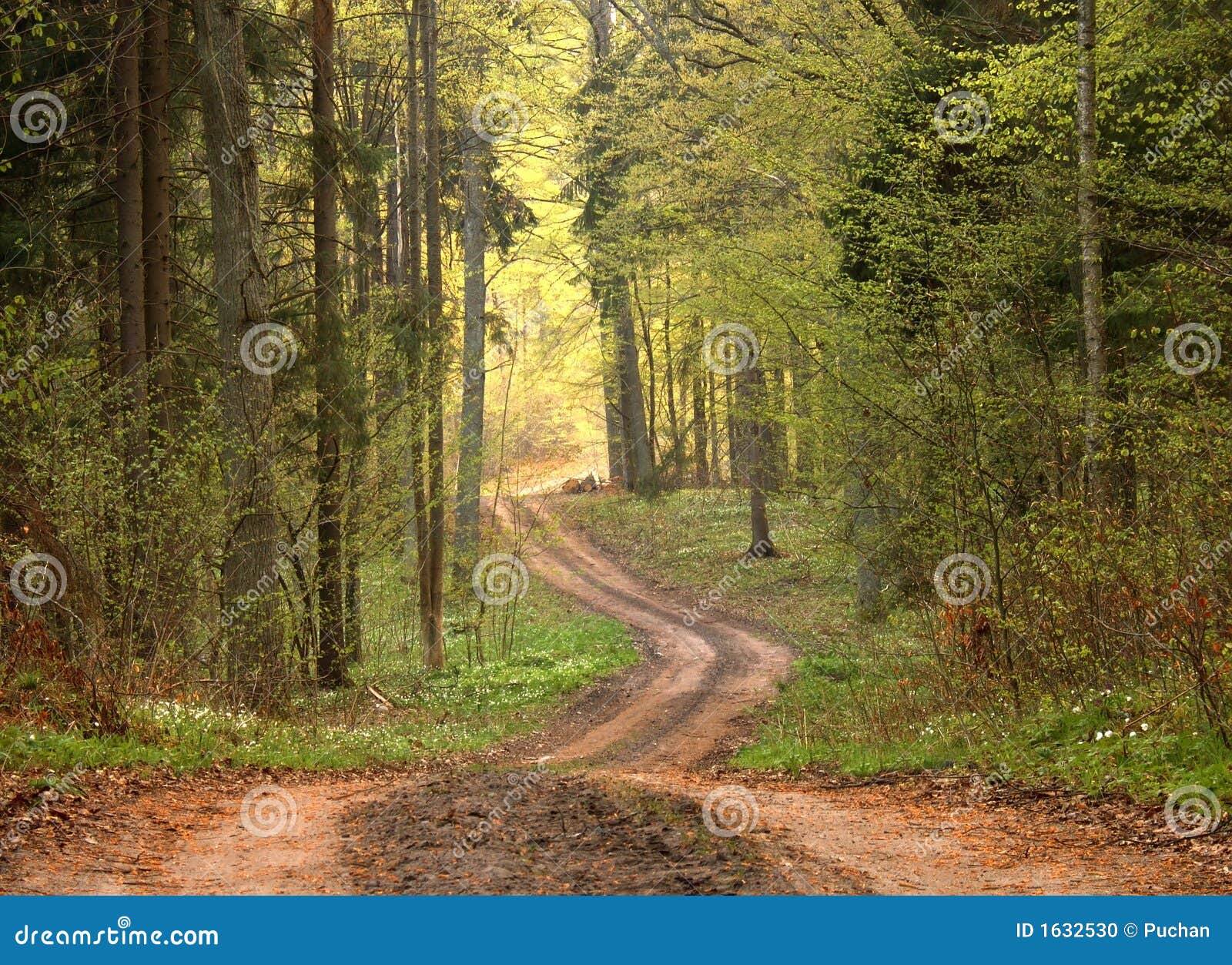 Spring forest stock photo. Image of spring, summer, recreation - 1632530
