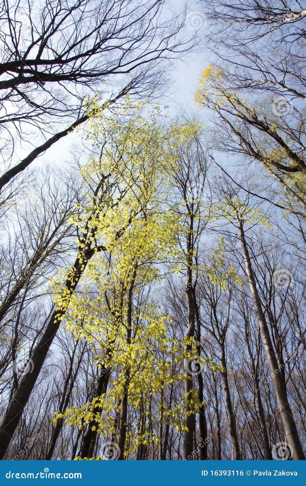Spring forest stock photo. Image of park, branch, green - 16393116