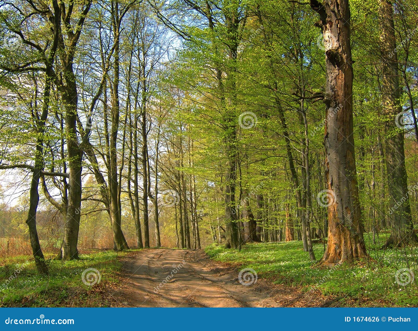 Spring forest stock photo. Image of lighting, green, recreation - 1674626