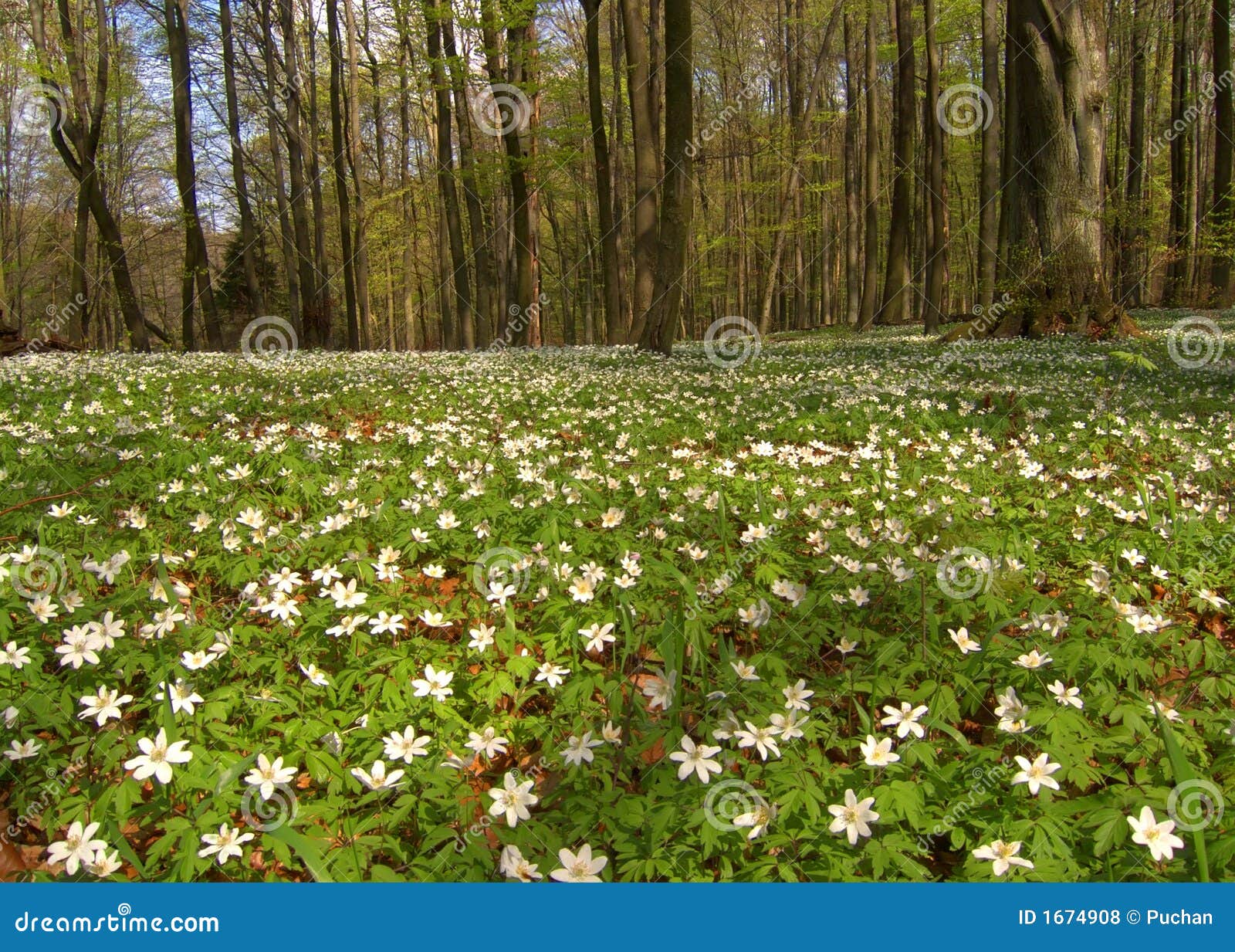 Spring forest stock photo. Image of green, plants, trees - 1674908