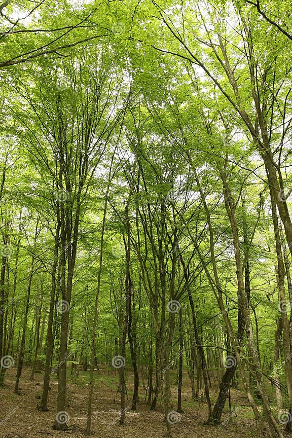 Spring forest stock image. Image of detail, abstract - 19290535