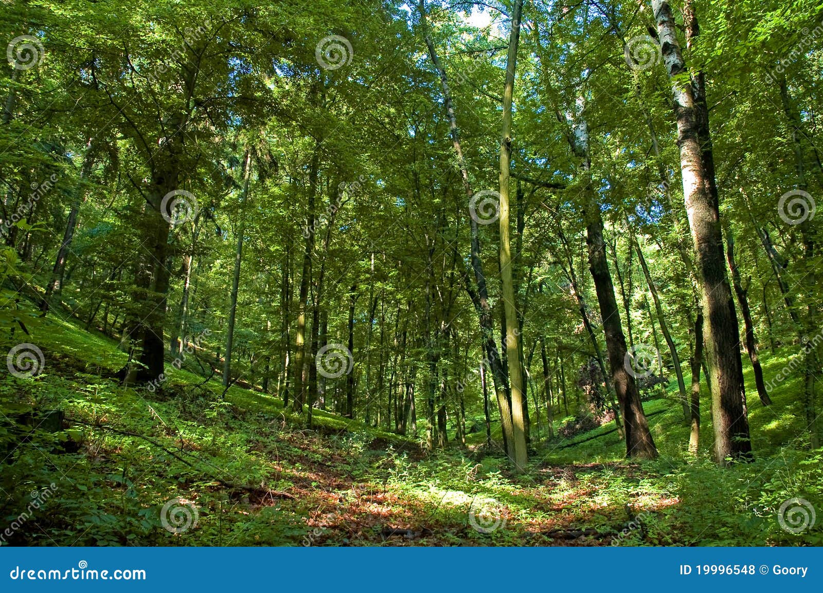 Spring in forest stock photo. Image of forest, colour - 19996548