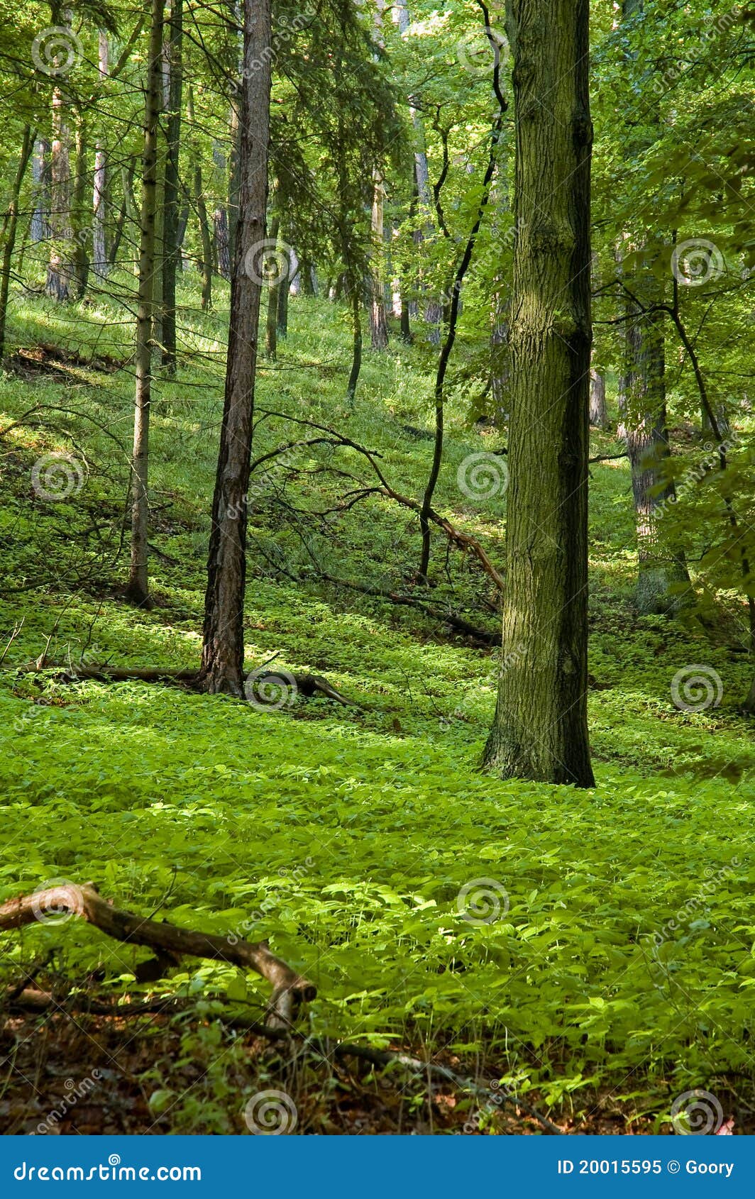 Spring in forest stock image. Image of hill, colours - 20015595