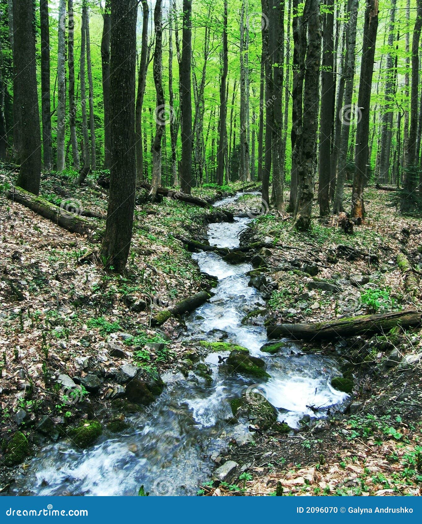 Spring forest stock photo. Image of forest, clean, leisure - 2096070