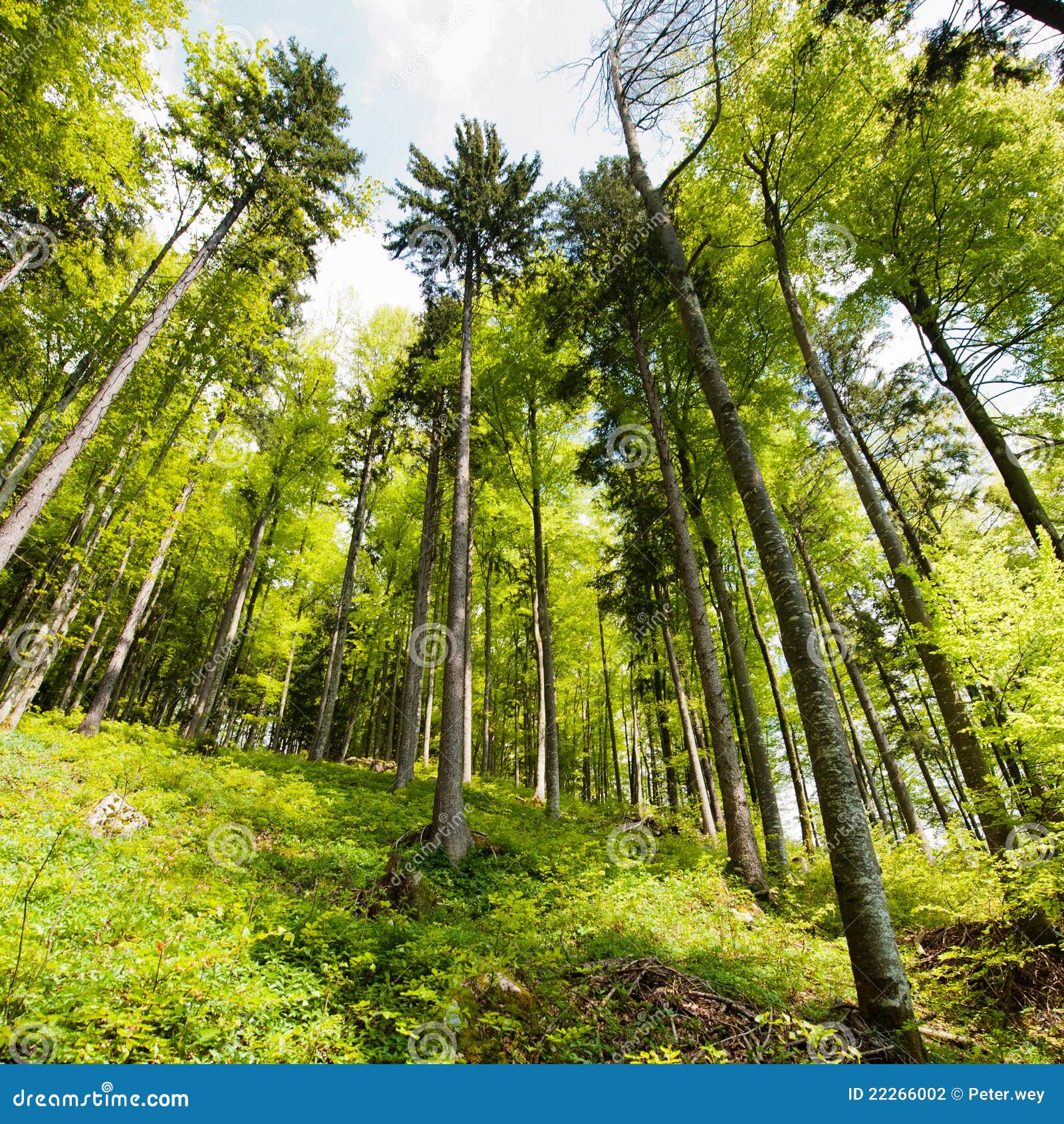 Spring forest stock photo. Image of spring, natural, scenic - 22266002