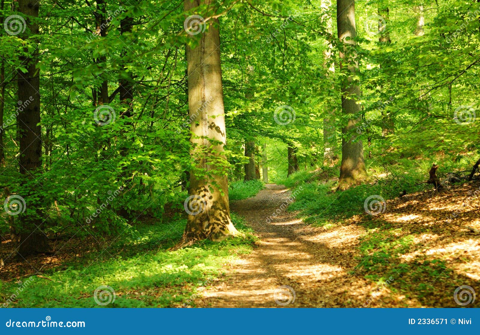 Spring Forest stock image. Image of trees, luminescent - 2336571