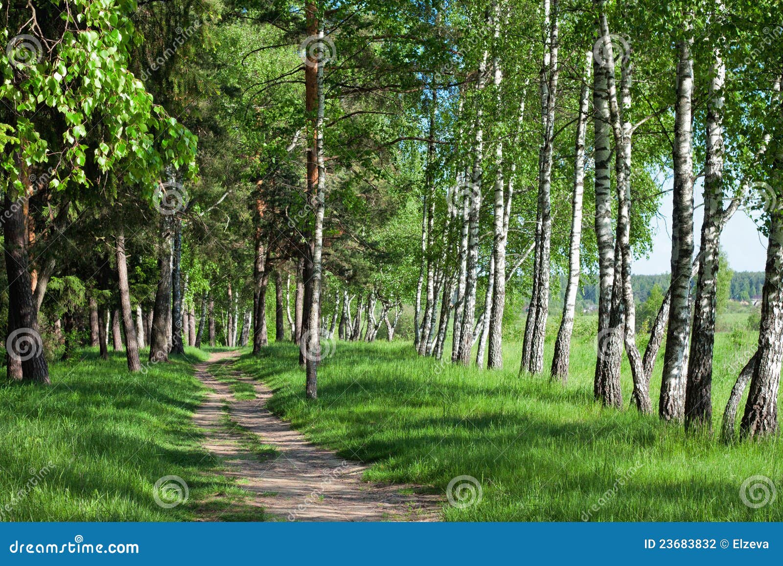 Spring forest stock photo. Image of northern, light, green - 23683832