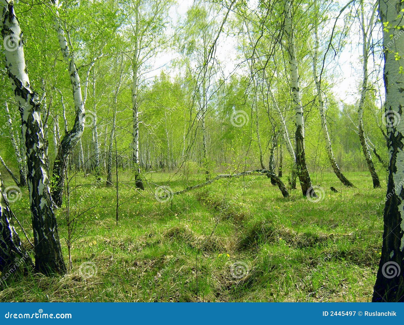 Spring forest stock image. Image of urban, grass, birch - 2445497