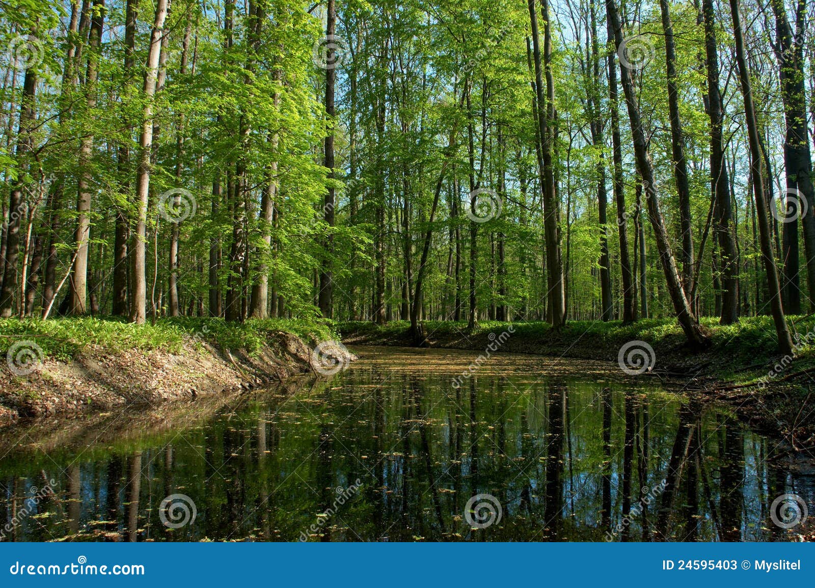 Spring forest stock image. Image of green, forest, tree - 24595403