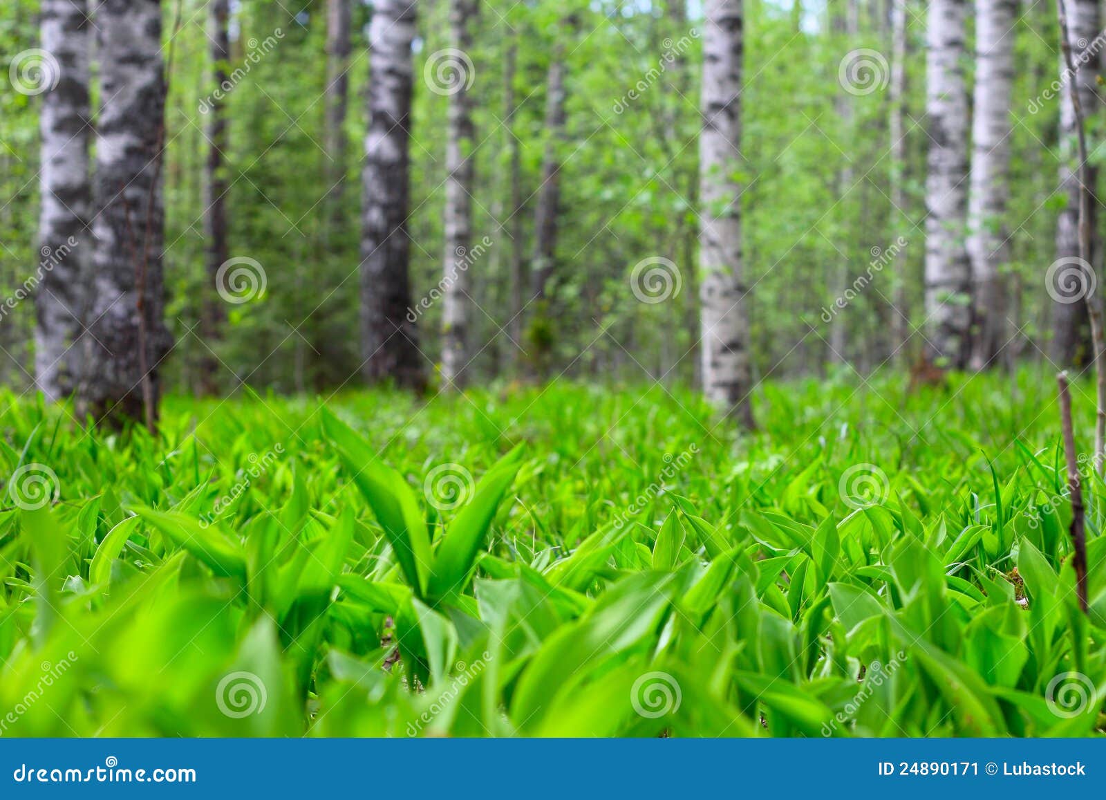 Spring forest stock image. Image of natural, environment - 24890171
