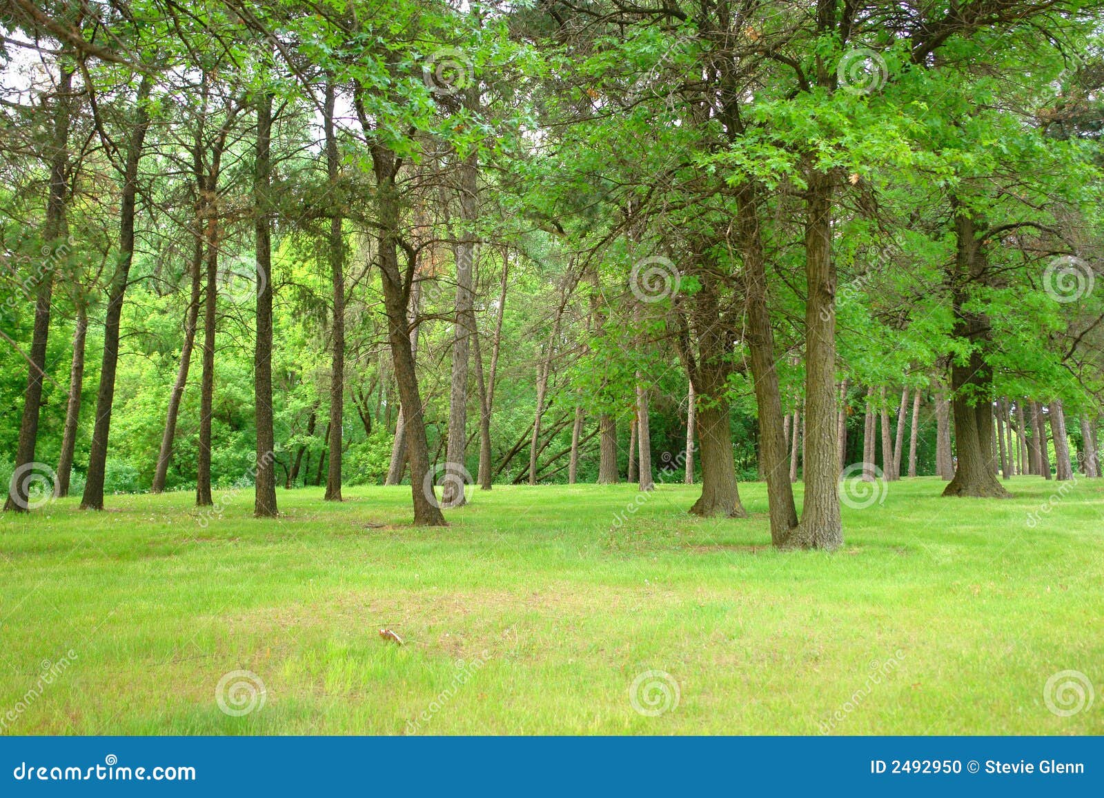 Spring Forest stock photo. Image of summer, tree, scenery - 2492950
