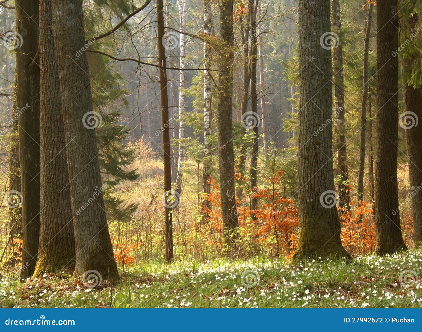 Spring forest stock photo. Image of brown, large, april - 27992672