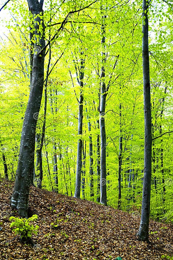 Spring forest stock image. Image of dense, forested, leaves - 5093637