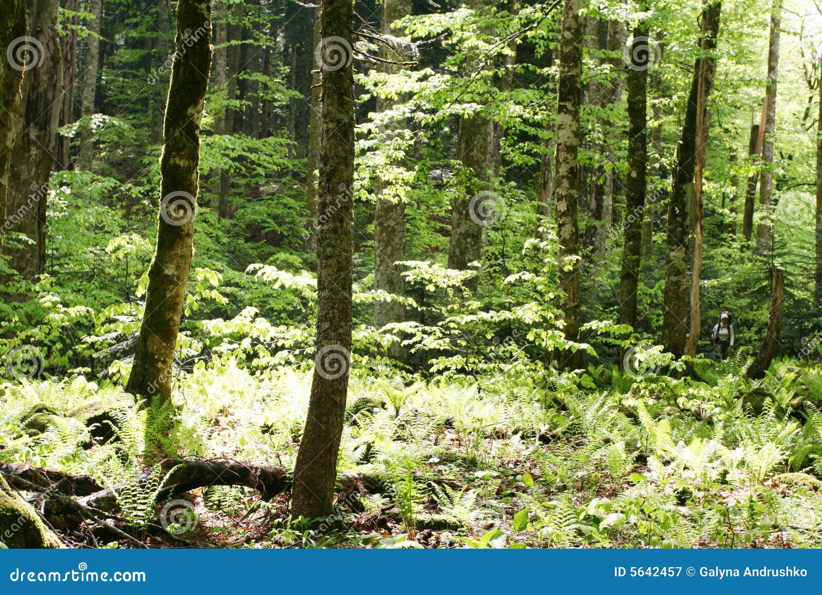 Spring forest stock image. Image of rural, wood, landscape - 5642457