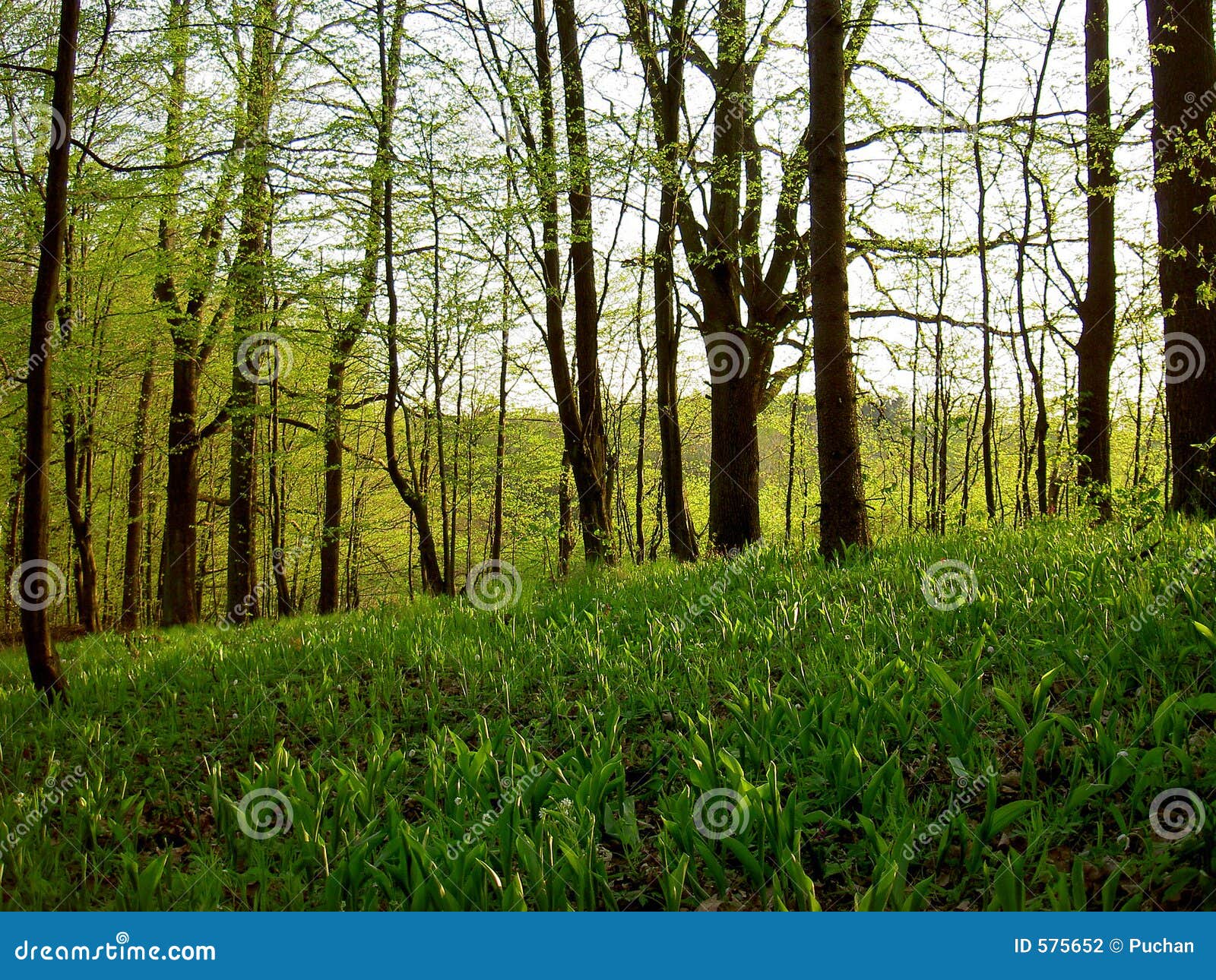 Spring forest stock photo. Image of green, flowers, leafless - 575652