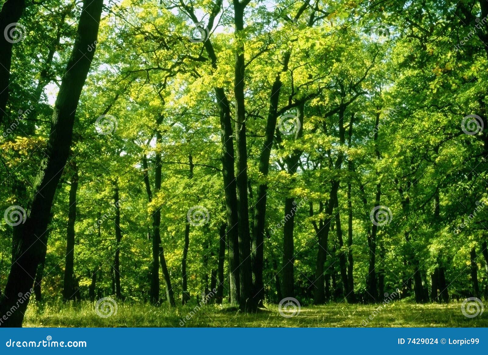 Spring in forest stock photo. Image of forest, leaves - 7429024