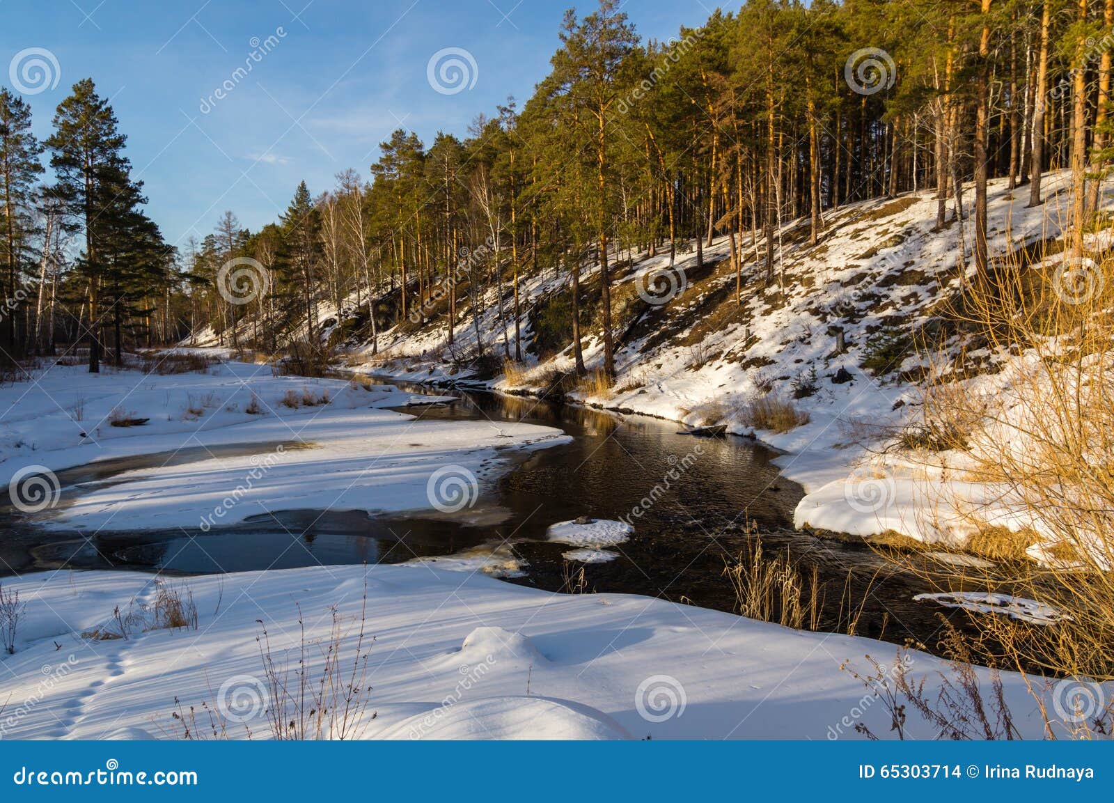 Spring Forest on the Banks of the River, Stock Photo - Image of pine ...
