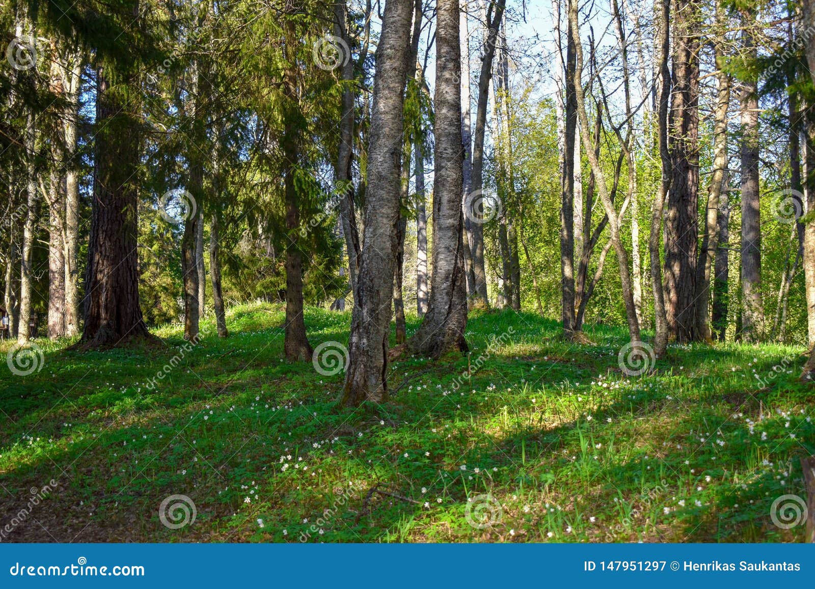 Spring in a forest stock image. Image of white, forest - 147951297