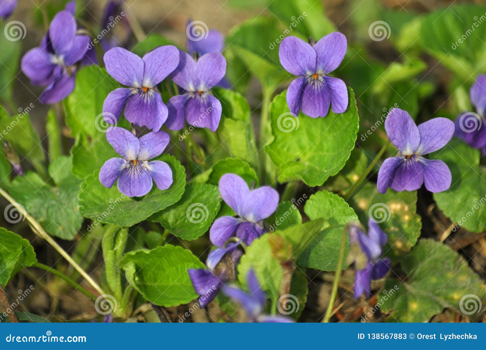 Spring Flowering Viola Sylvestris Stock Image - Image of purple ...
