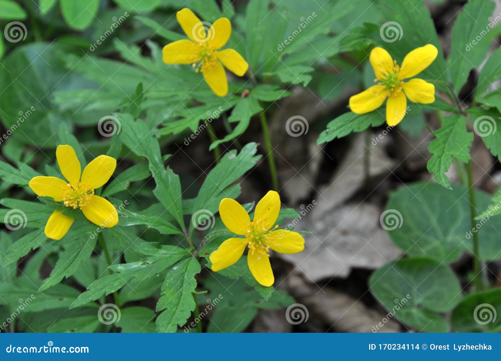 Spring in the Forest Blooms Anemone Yellow Anemone Ranunculoides Stock ...