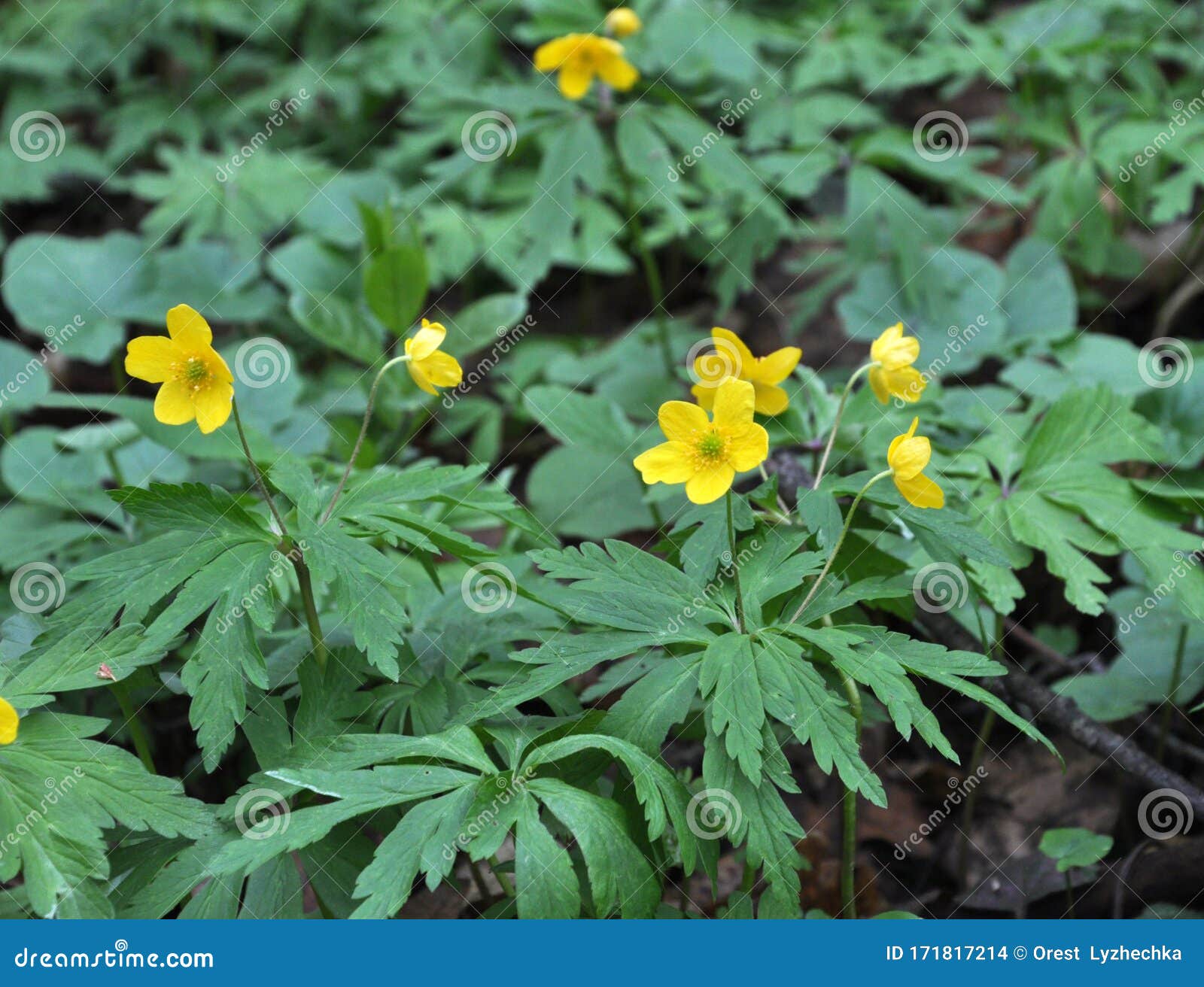 Spring in the Forest Blooms Anemone Yellow Anemone Ranunculoides Stock ...