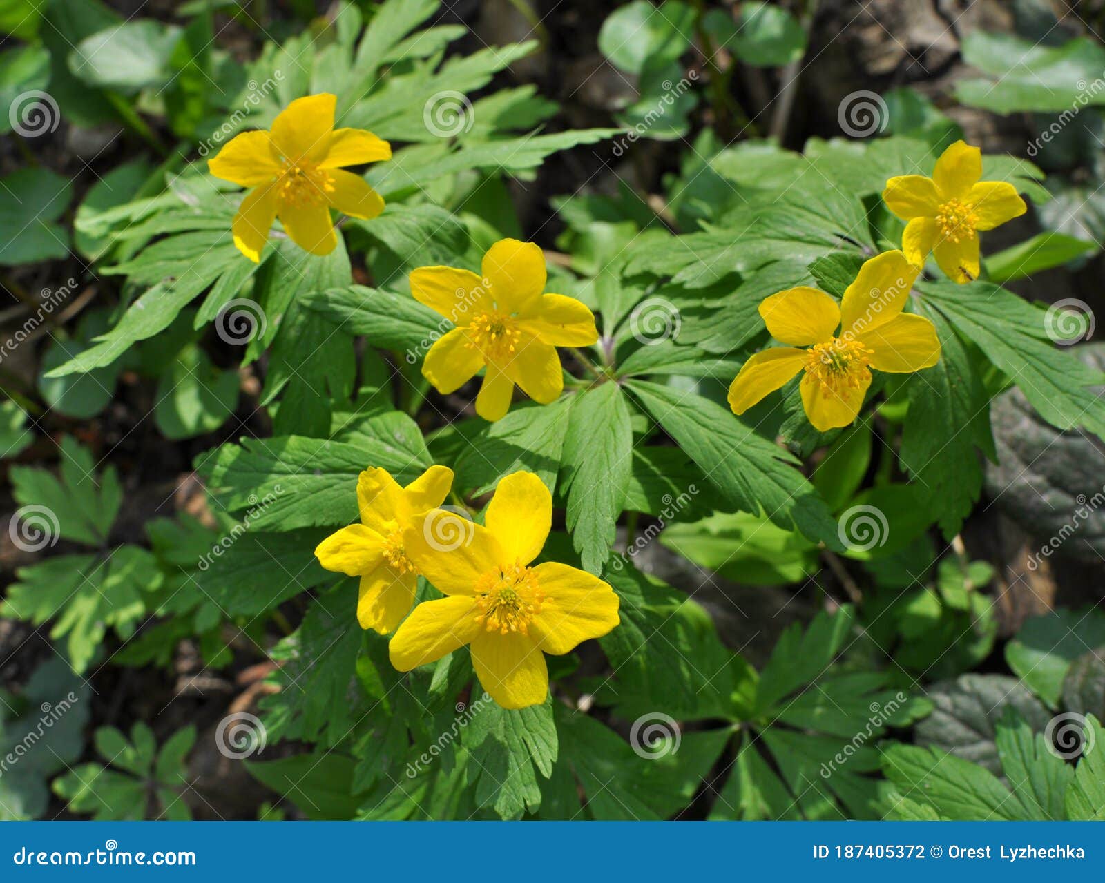 Spring in the Forest Blooms Anemone Yellow Anemone Ranunculoides Stock ...