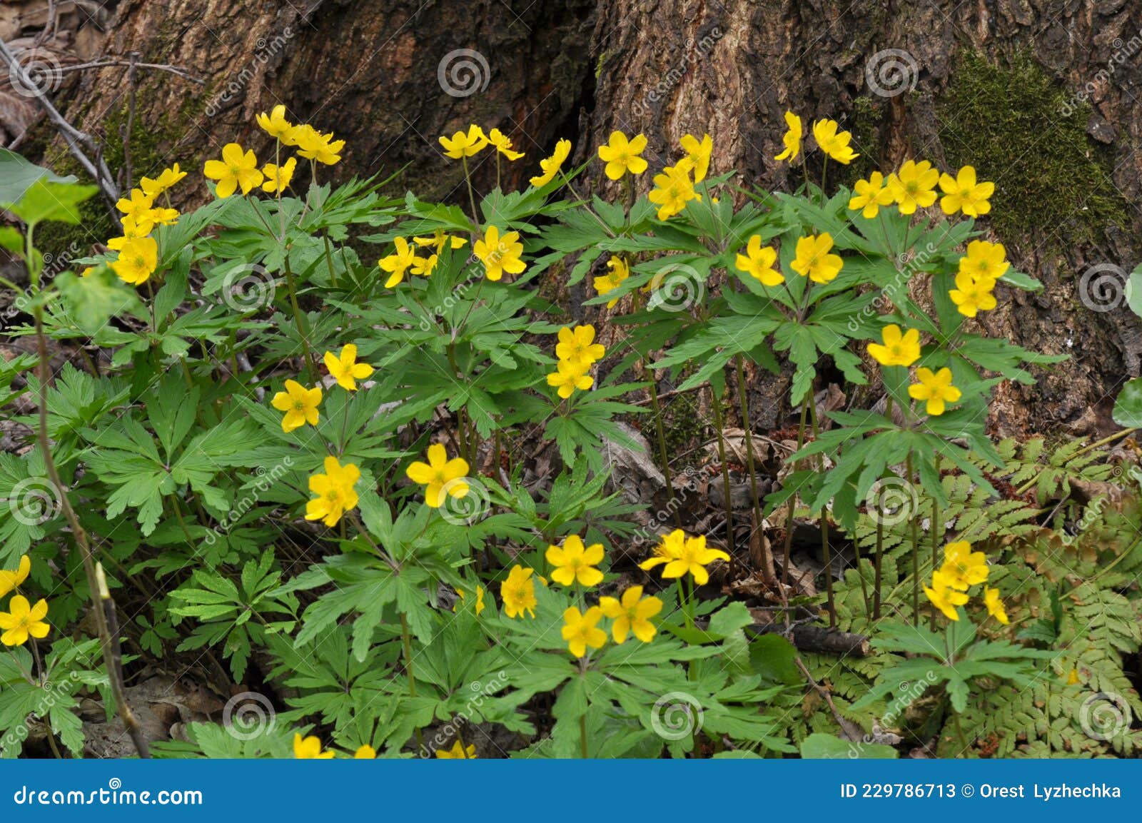 Spring in the Forest Blooms Anemone Yellow Anemone Ranunculoides Stock ...